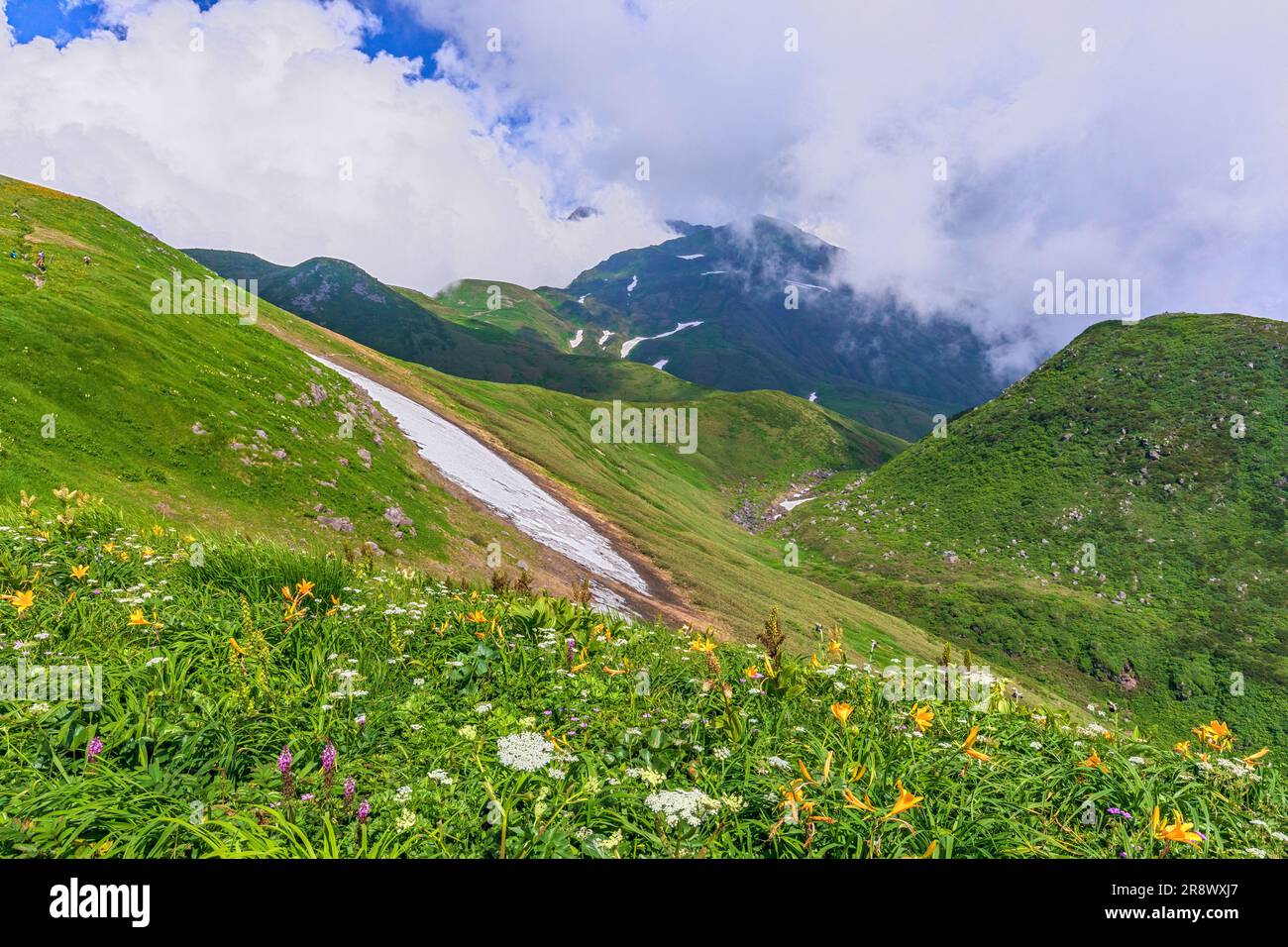 Alpine flora hi-res stock photography and images - Alamy
