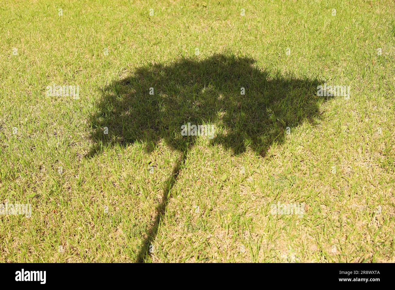 Dry grass lawn and Catalpa tree shadow, sunny or autumn background ...