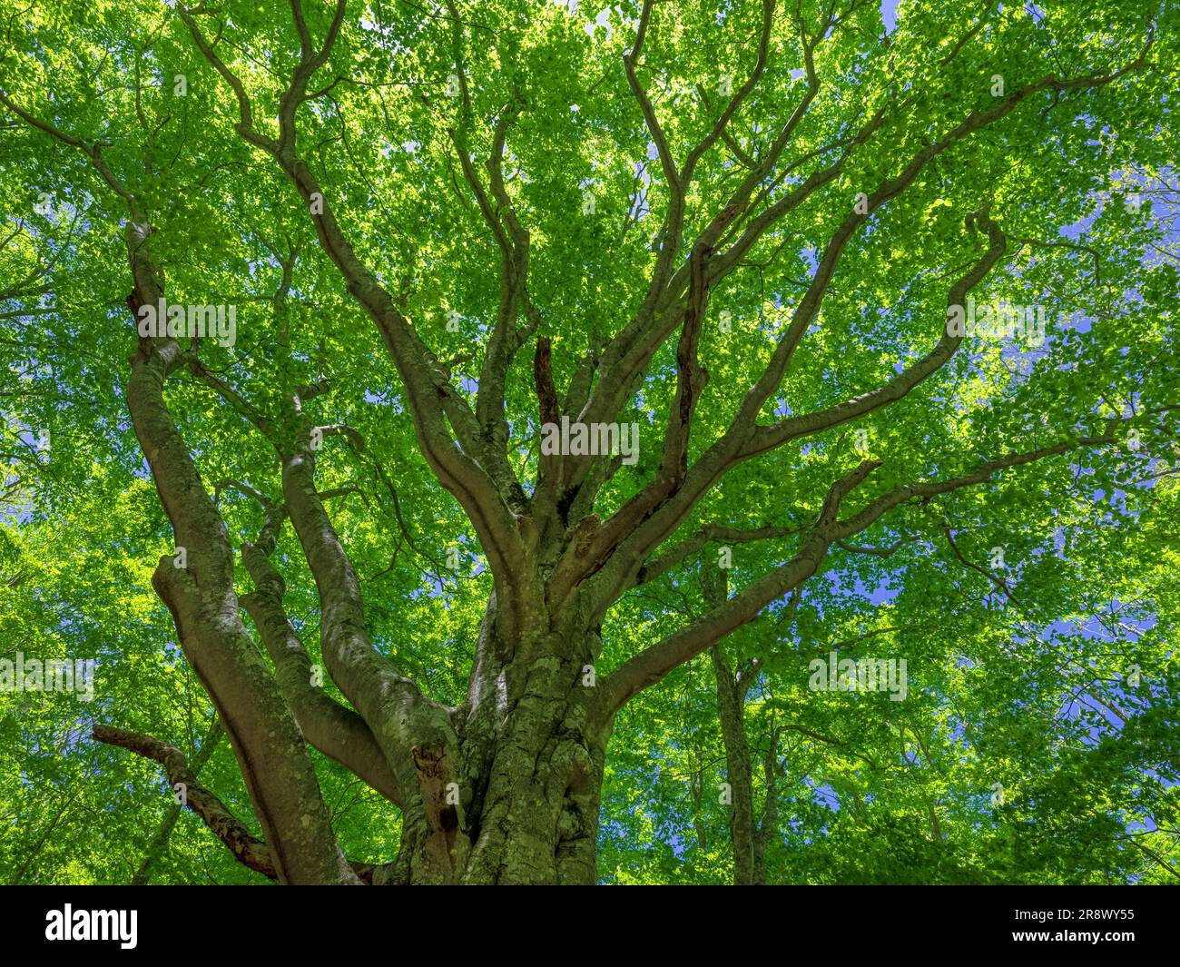Giant beech tree Stock Photo - Alamy