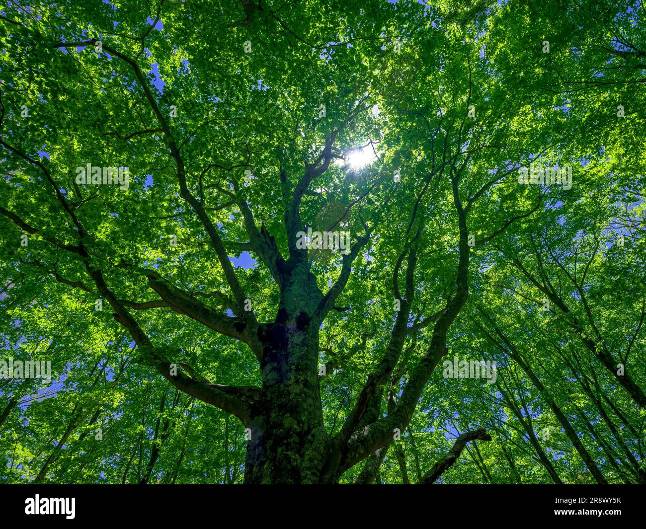 Giant beech hi-res stock photography and images - Alamy
