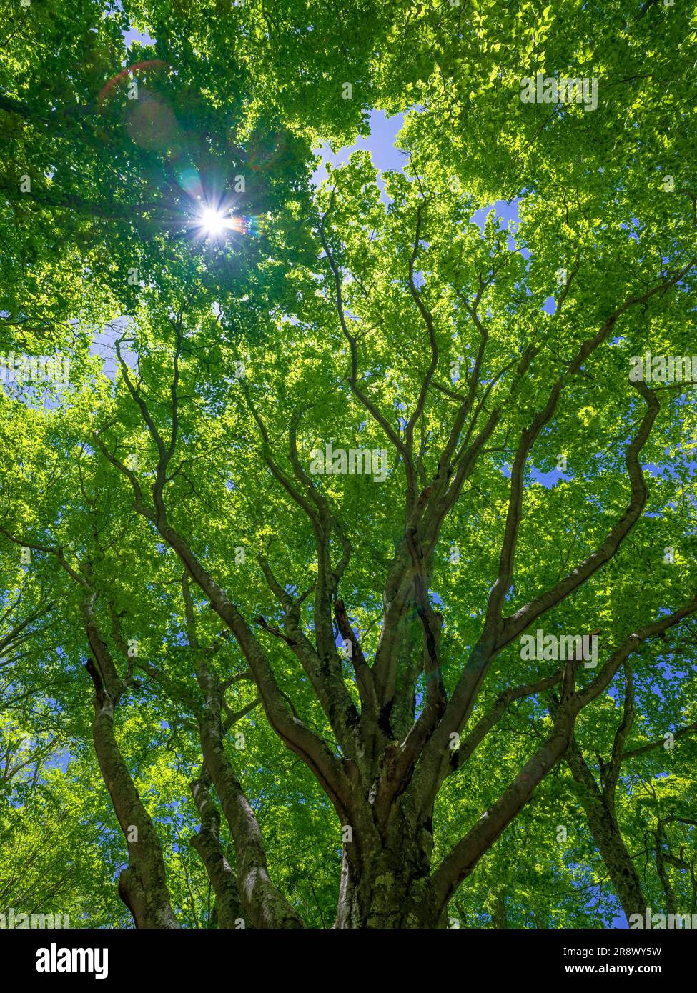 Giant beech hi-res stock photography and images - Alamy