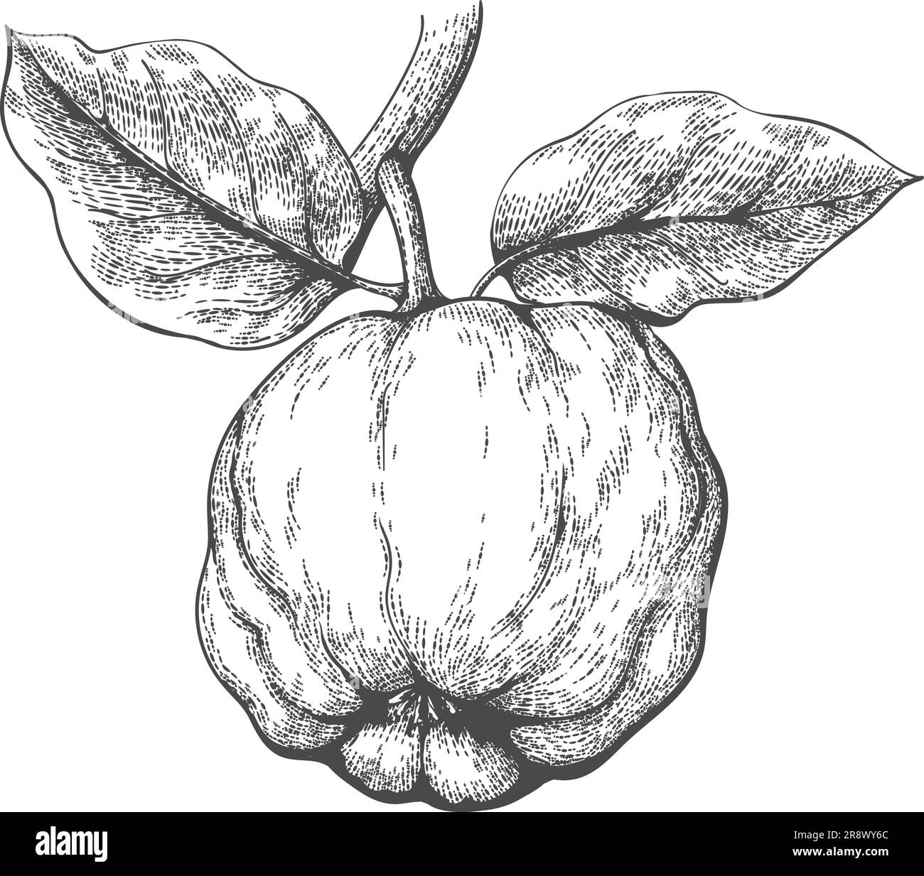 Quince vector Black and White Stock Photos & Images - Alamy