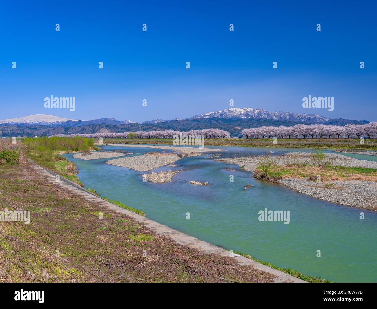 Sagae River and cherry blossoms Stock Photo - Alamy