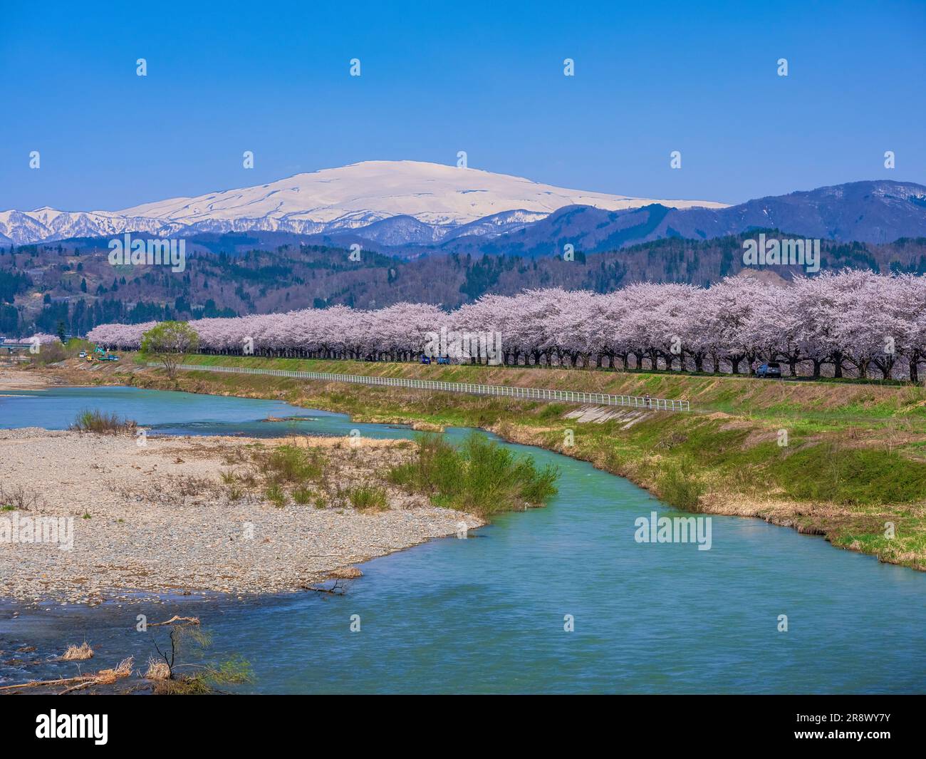 Sagae River and cherry blossoms Stock Photo - Alamy