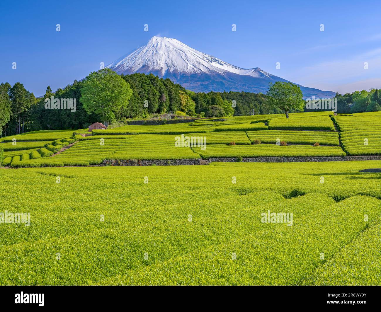Fuji and Tea Field Stock Photo - Alamy