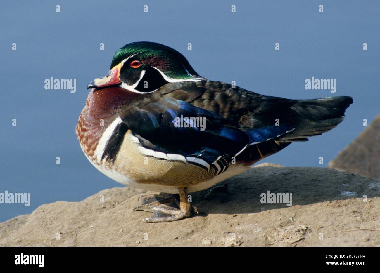 American mandarin duck Stock Photo - Alamy