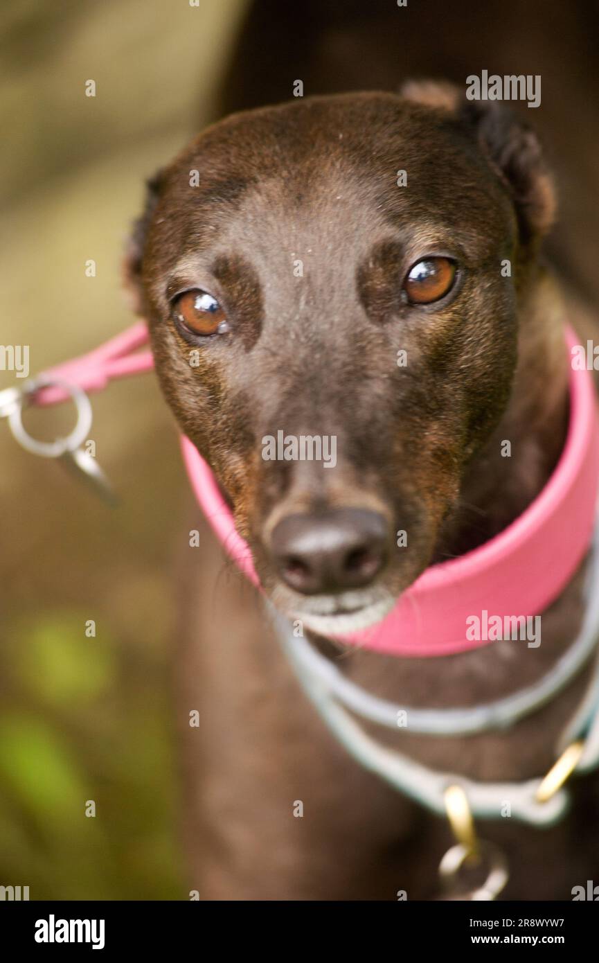 Levrier greyhound dog hi-res stock photography and images - Alamy