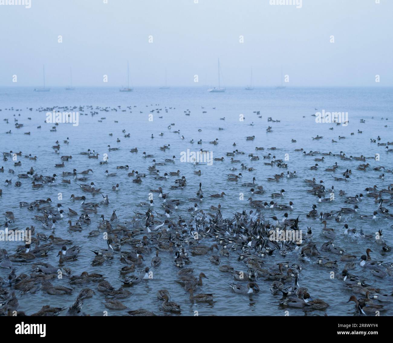 Animal bird birds creature hi-res stock photography and images - Alamy