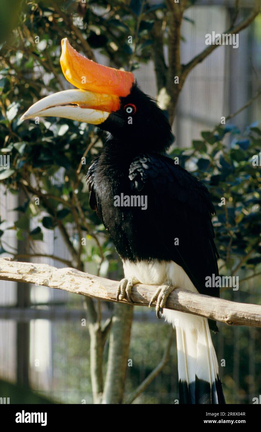 Hornbill family hi-res stock photography and images - Alamy