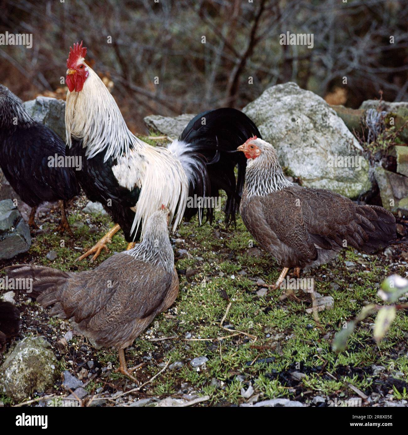 Birds of japan hi-res stock photography and images - Alamy