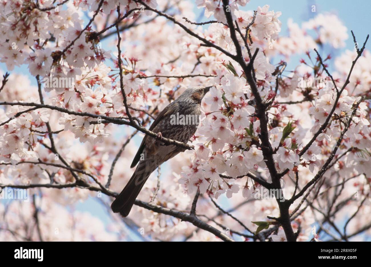 Brown eared bulbul bird hi-res stock photography and images - Alamy