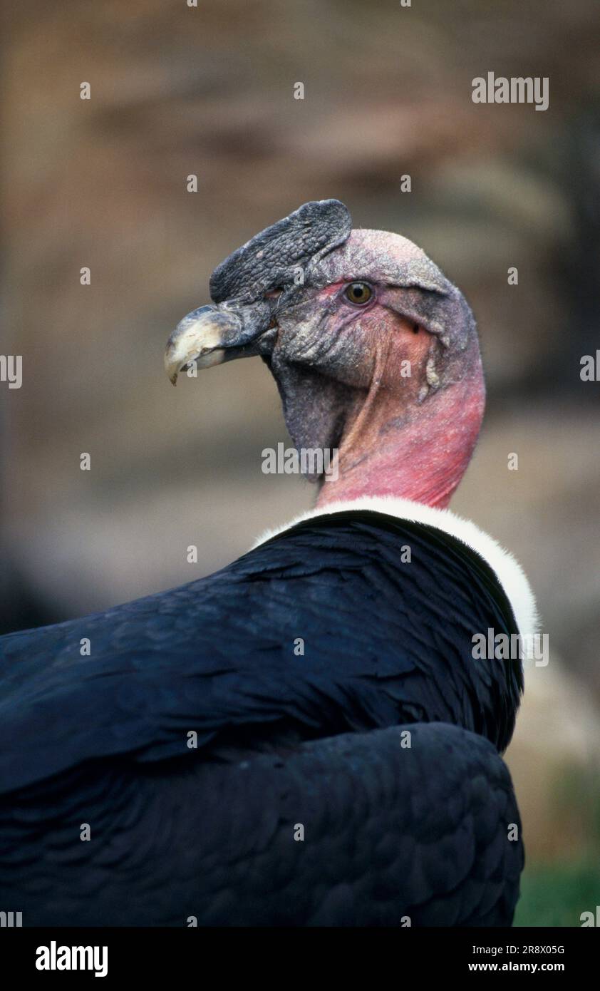 Condor zoo hi-res stock photography and images - Alamy
