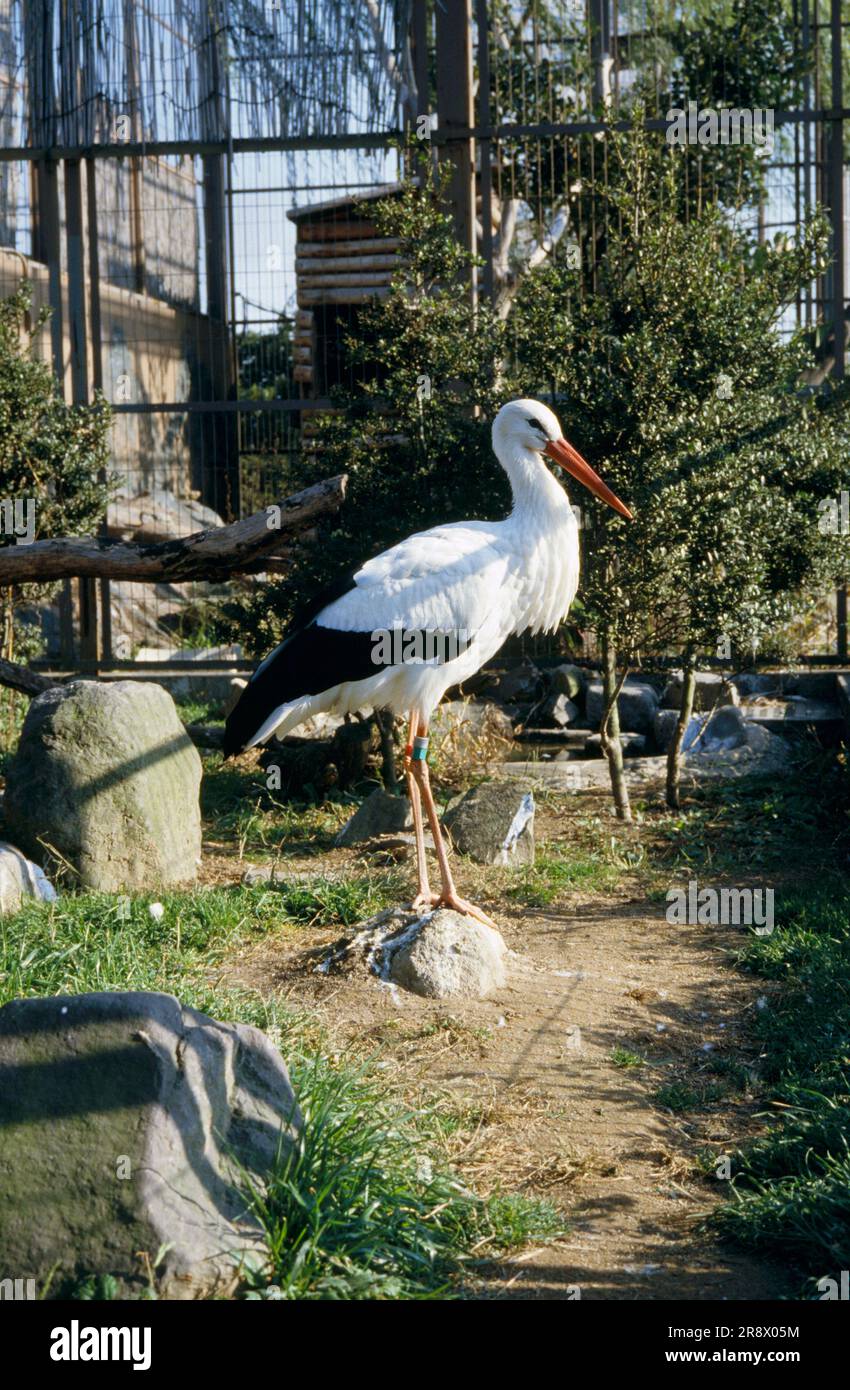 Stork year hi-res stock photography and images - Alamy