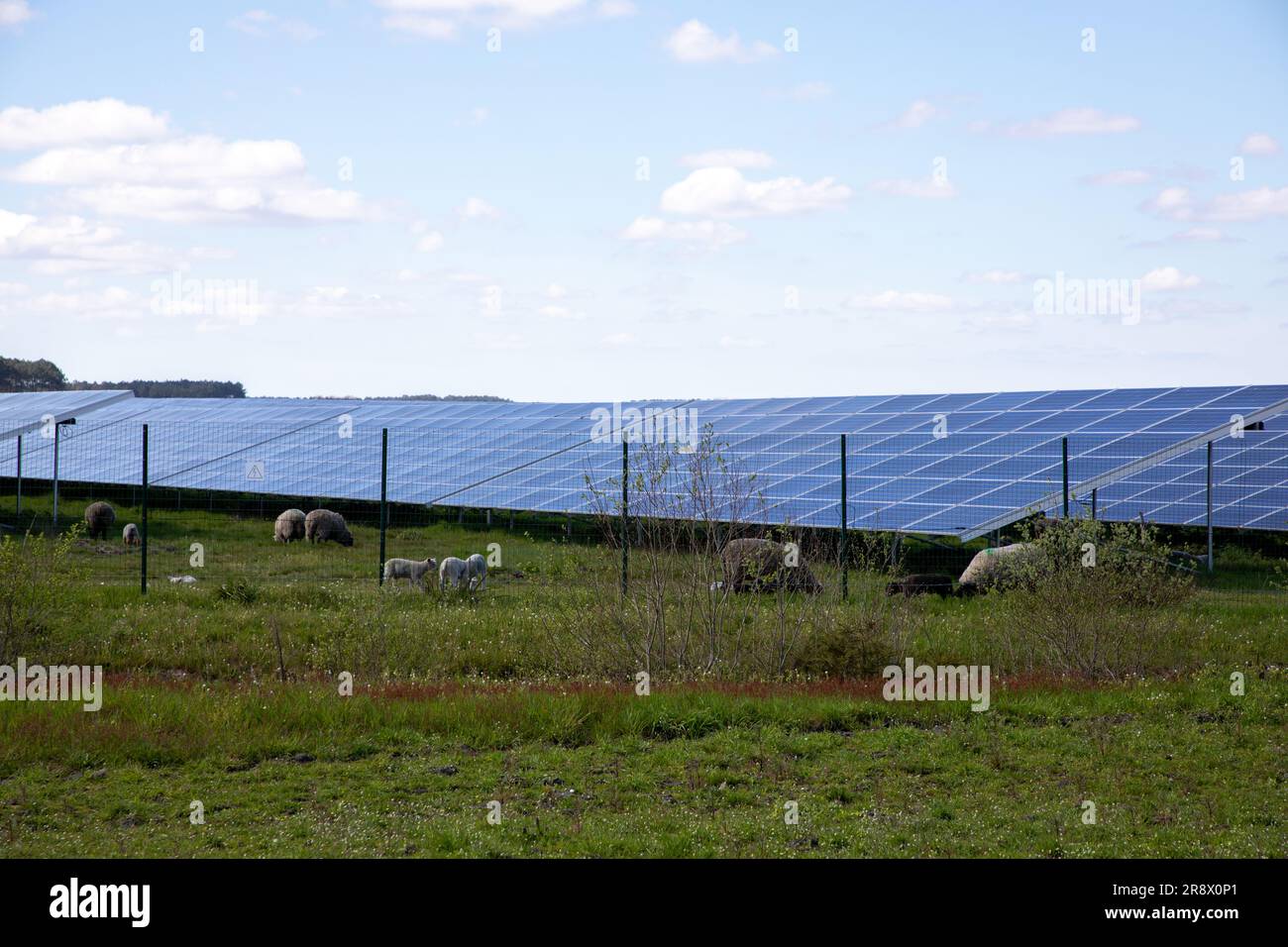 solar power panels with grazing sheeps in farm photovoltaic system ...