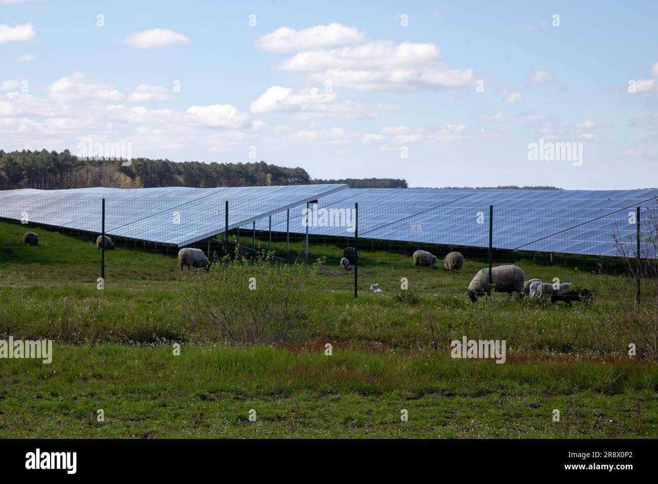 flock of sheep in solar panels in farm photovoltaic system Stock Photo ...