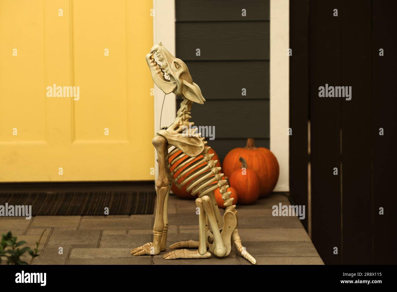 Halloween decoration with skeletons and pumpkins. Halloween skeleton of ...