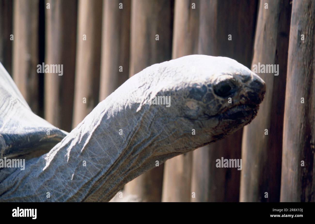 Japan tortoise hi-res stock photography and images - Alamy