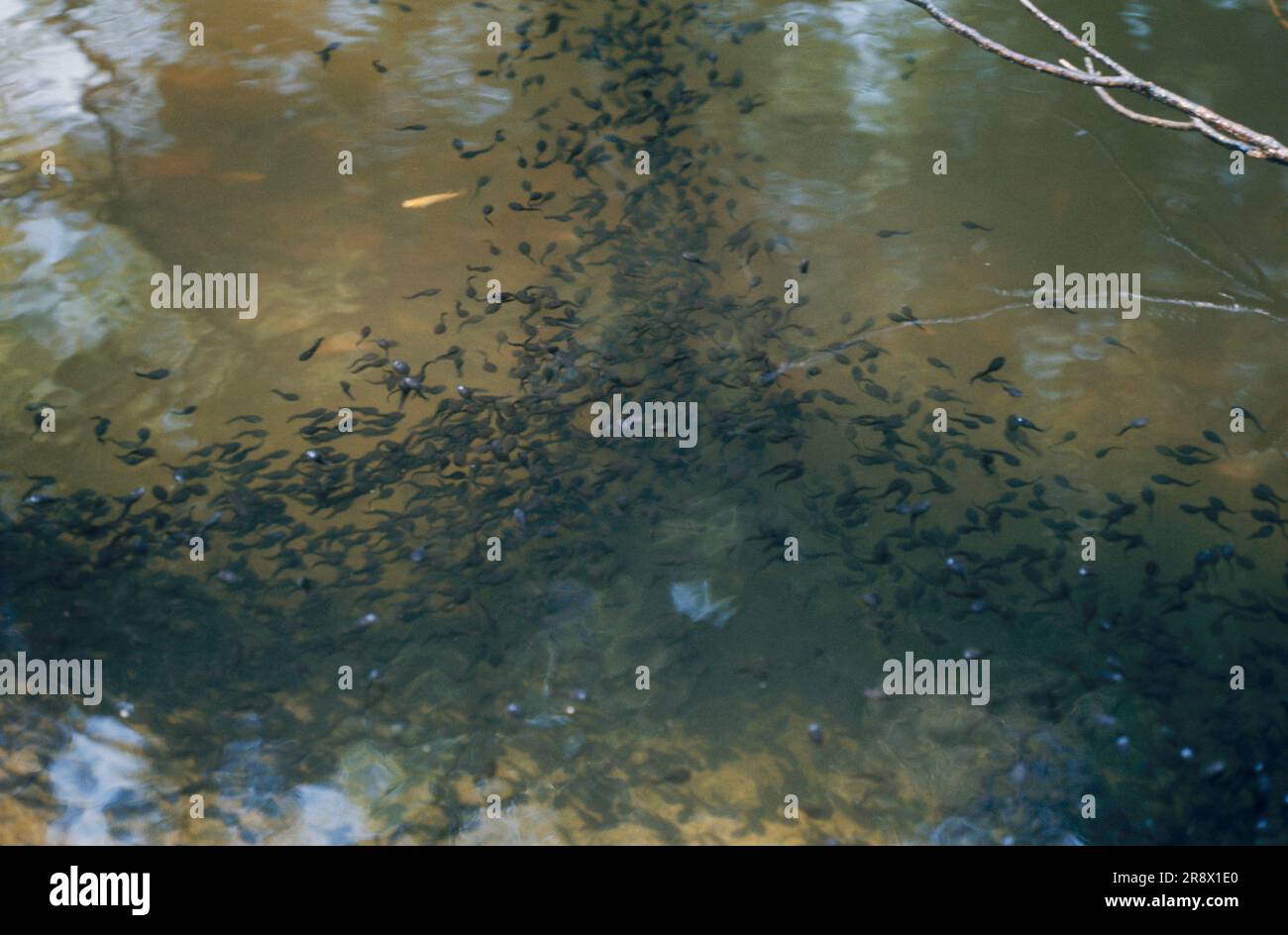 A kind of frog Stock Photo - Alamy