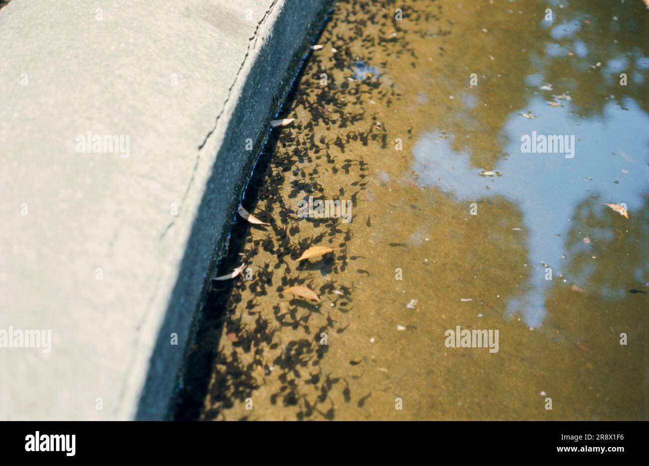 A kind of frog Stock Photo - Alamy