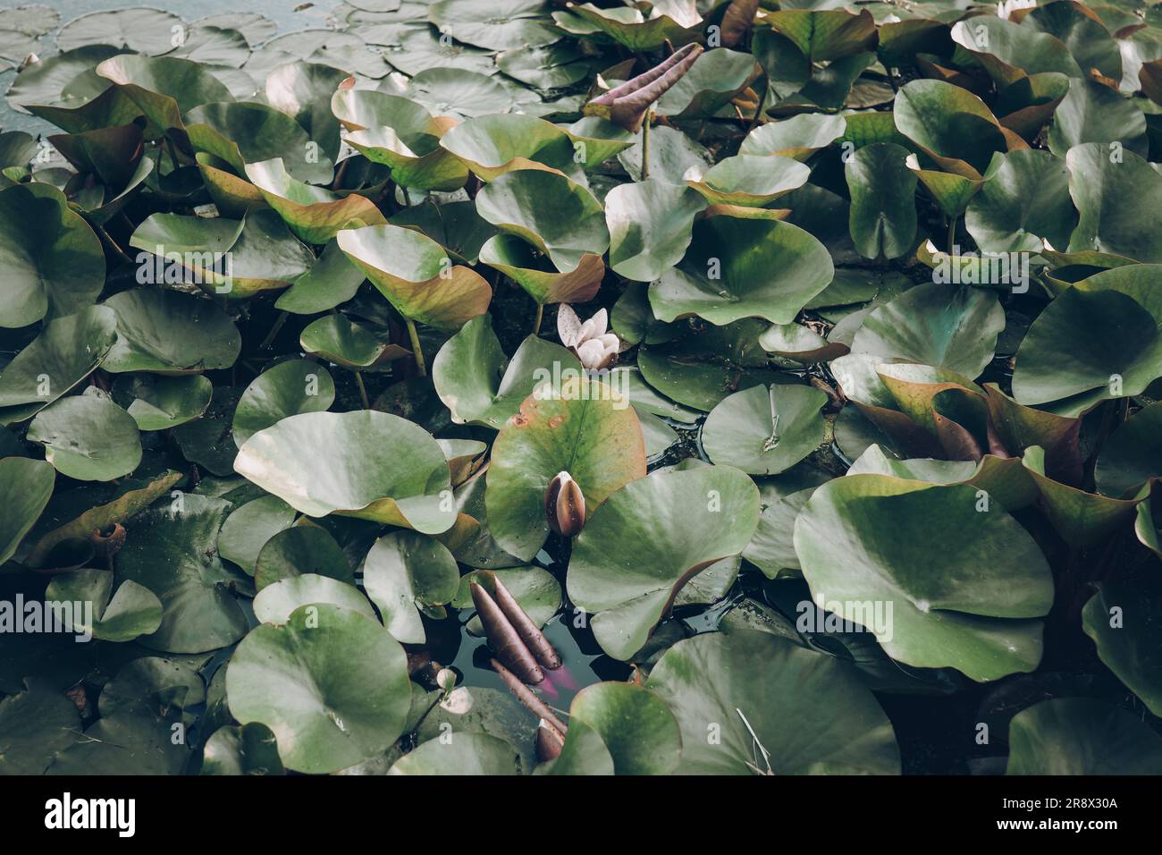 Water lilies just before blooming. Deep moody green. Natural texture ...
