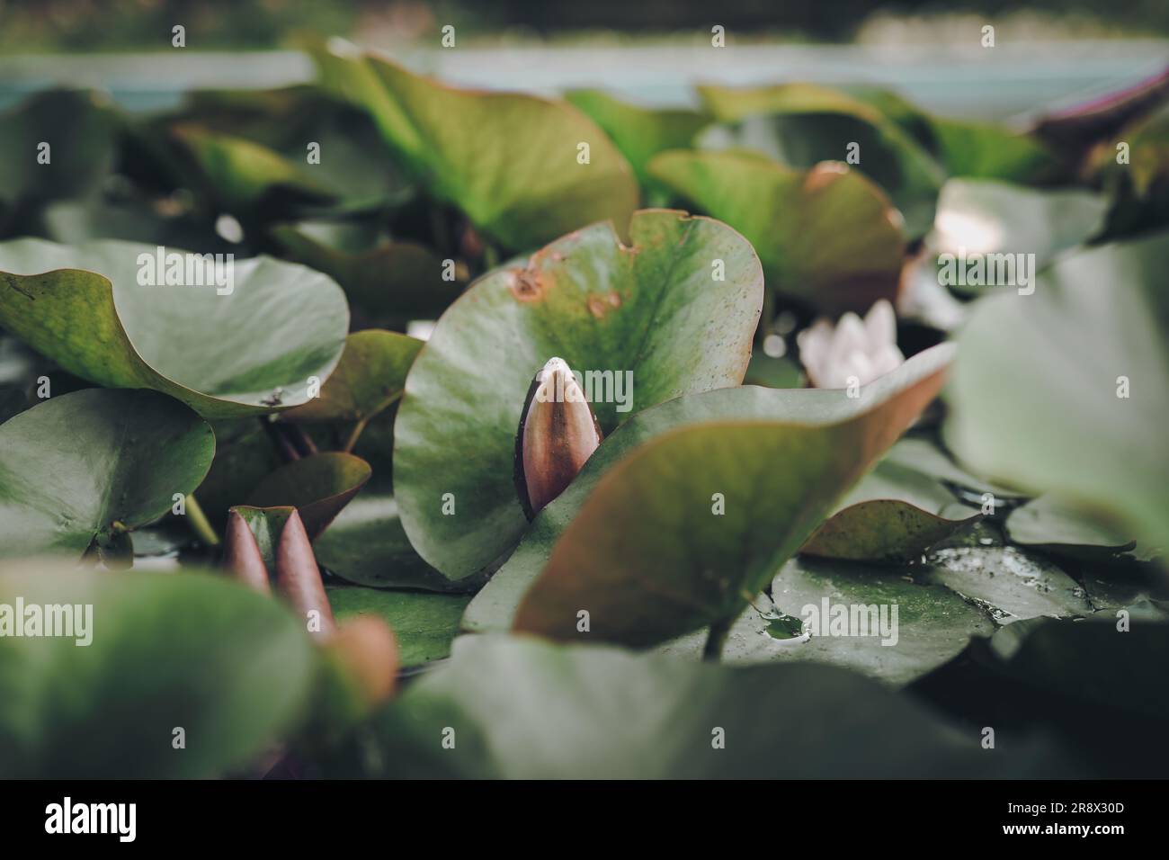Water lilies just before blooming. Deep moody green. Natural texture ...
