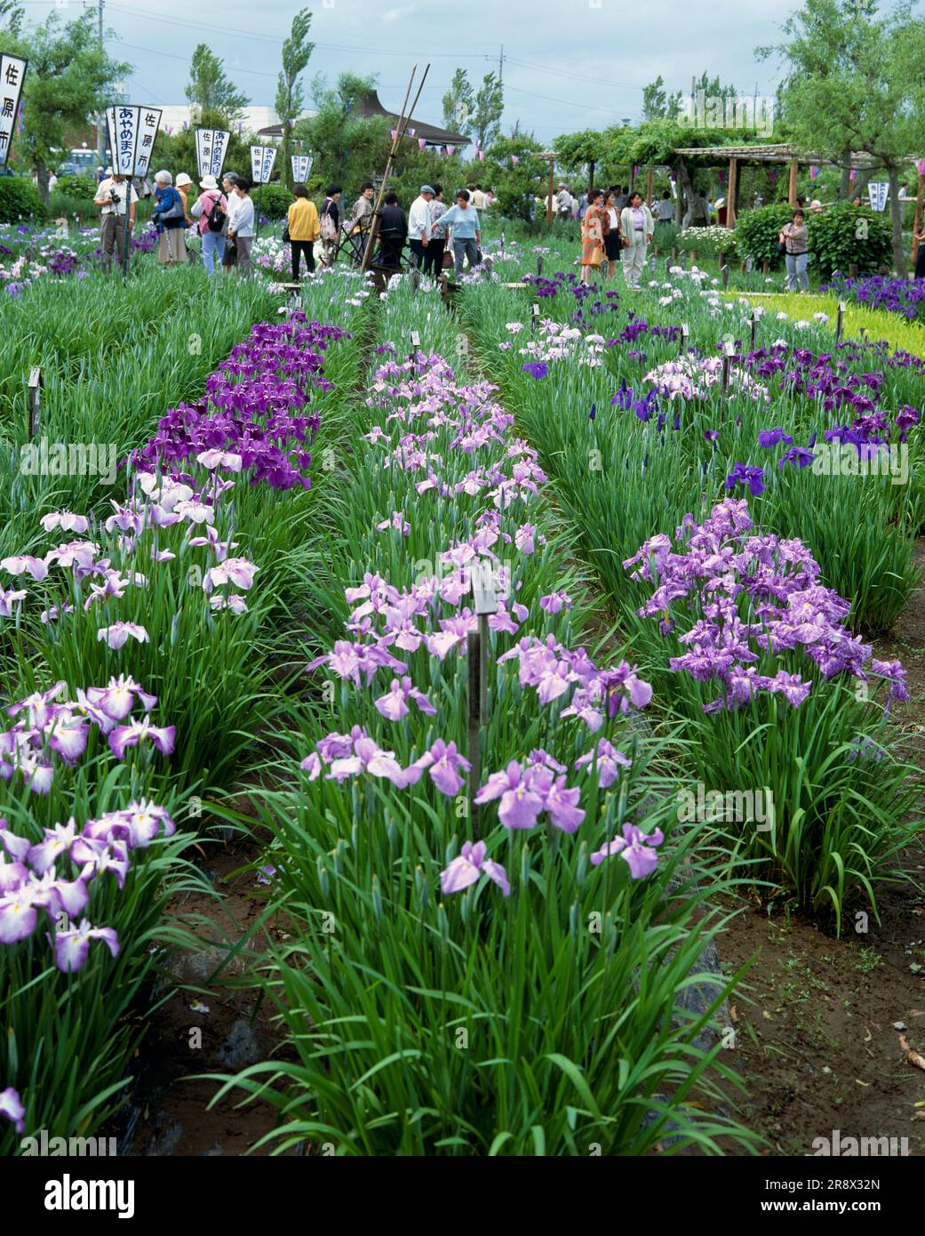 Japanese iris hi-res stock photography and images - Alamy