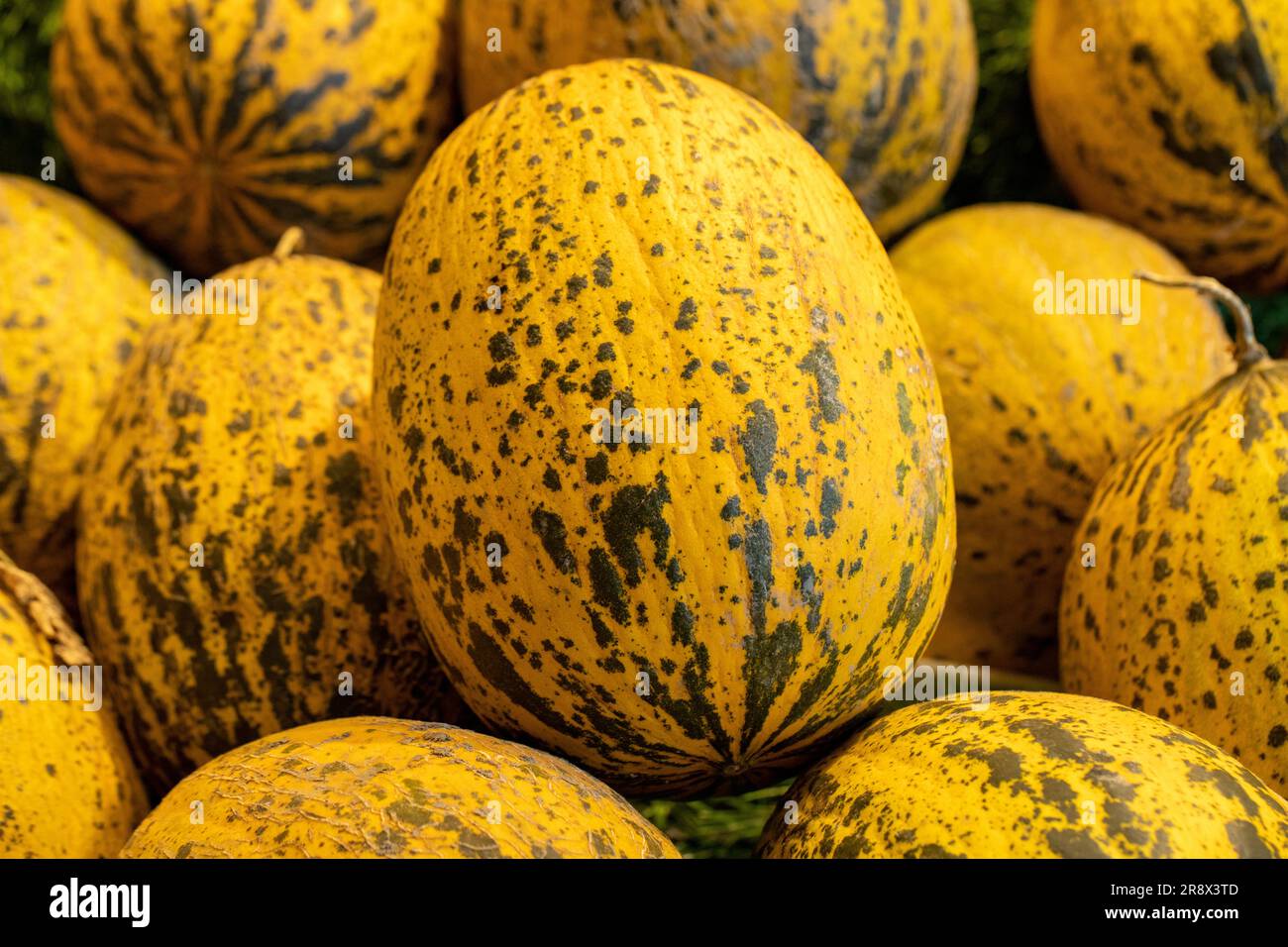 Ripe melons. Background for the sale of fruits. Yellow melon harvest ...