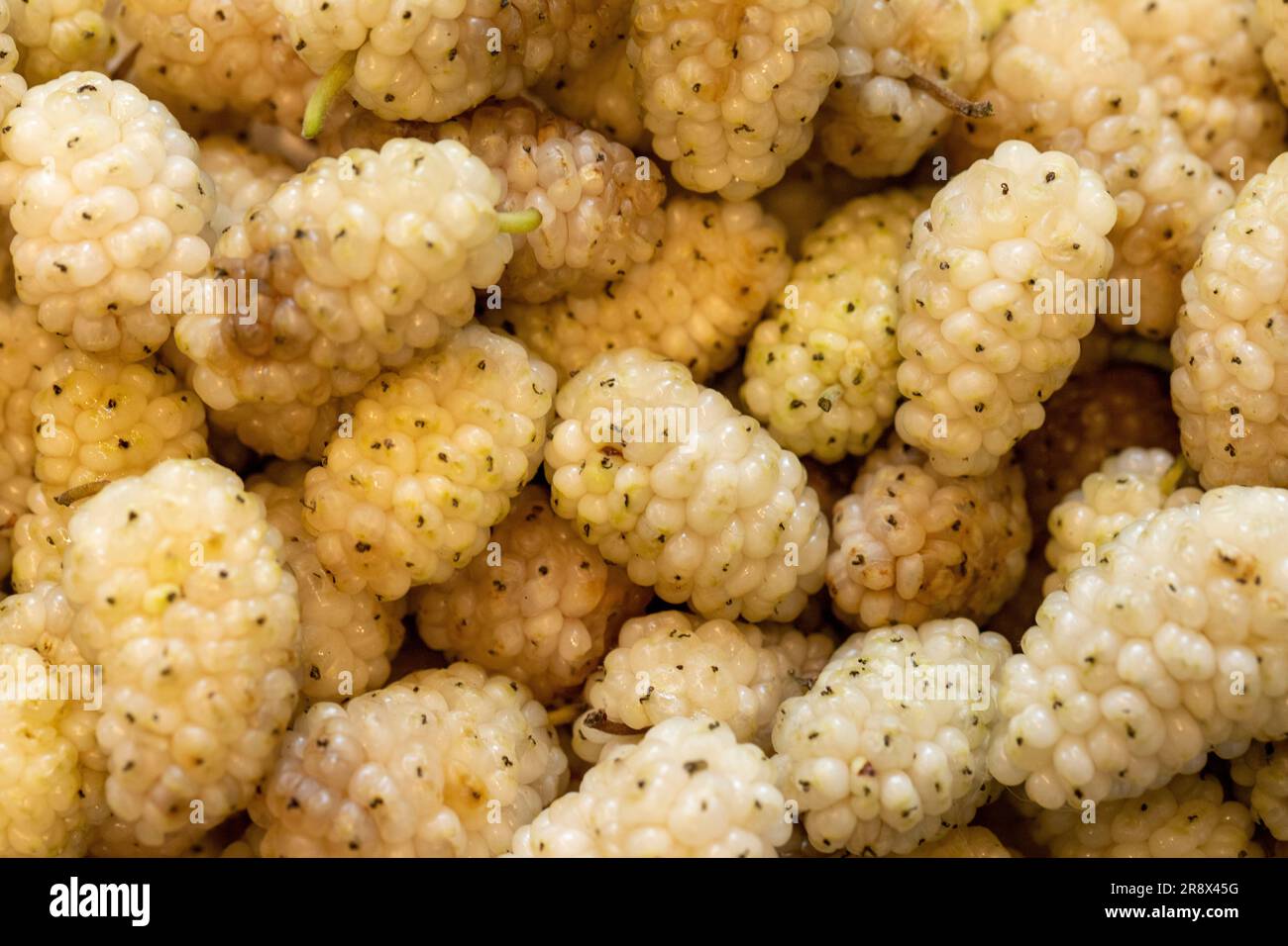 Mulberry. Background for the sale of fruits. Mulberry harvest Stock ...