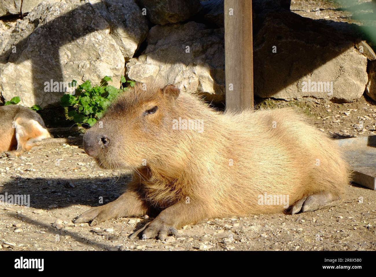 Capybara rodent mammal color hi-res stock photography and images - Alamy