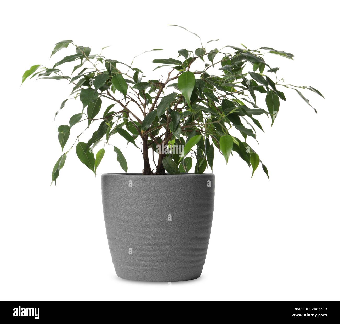Beautiful ficus plant in pot on white background. House decor Stock ...
