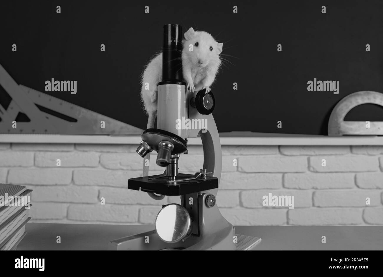 Laboratory rat in a lab. Concept - testing of drugs, vaccines ...