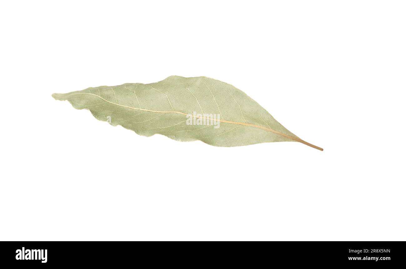 Aromatic bay leaf hi-res stock photography and images - Alamy