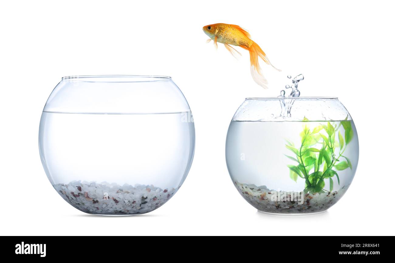 Goldfish jumping from glass fish bowl into bigger one on white ...