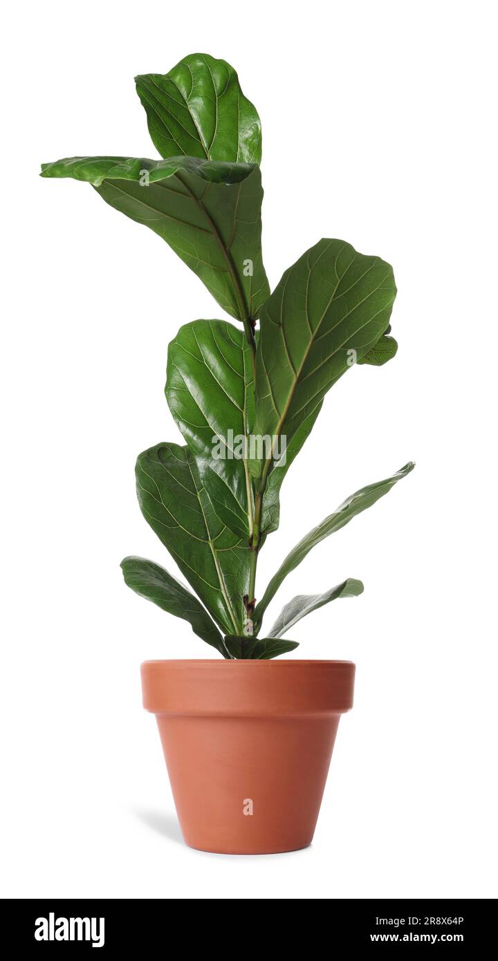 Beautiful ficus plant in terracotta pot isolated on white. House decor ...
