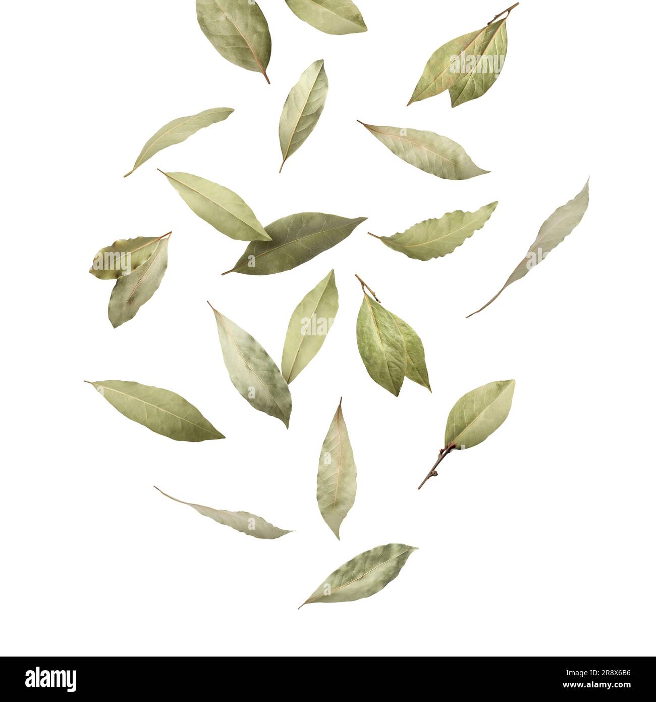 Dry bay leaves falling on white background Stock Photo - Alamy