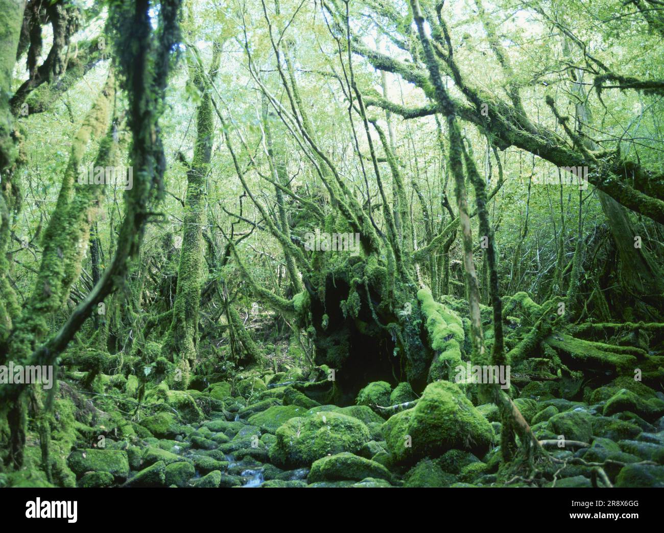 Woods near Shiratani Unsui Gorge Stock Photo - Alamy