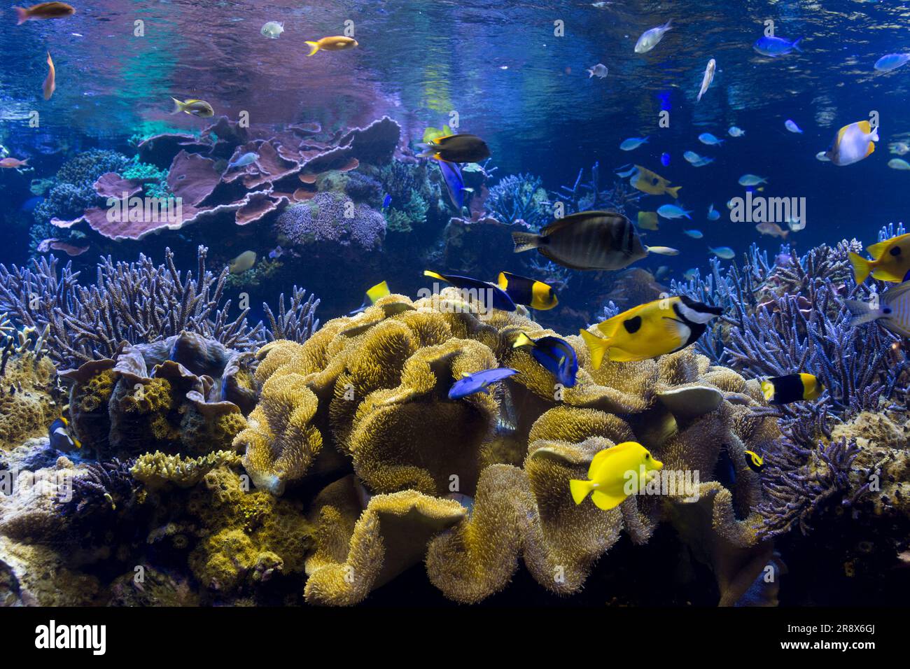 Photography at an aquarium hi-res stock photography and images - Alamy