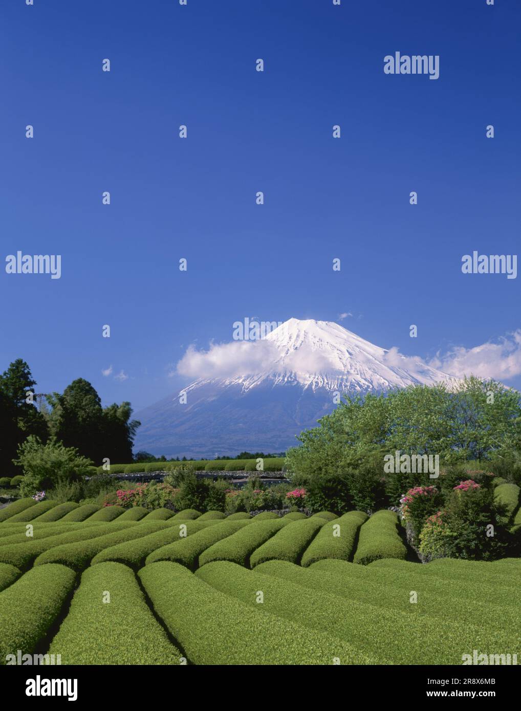 Tea Plantations and Mount Fuji Stock Photo - Alamy