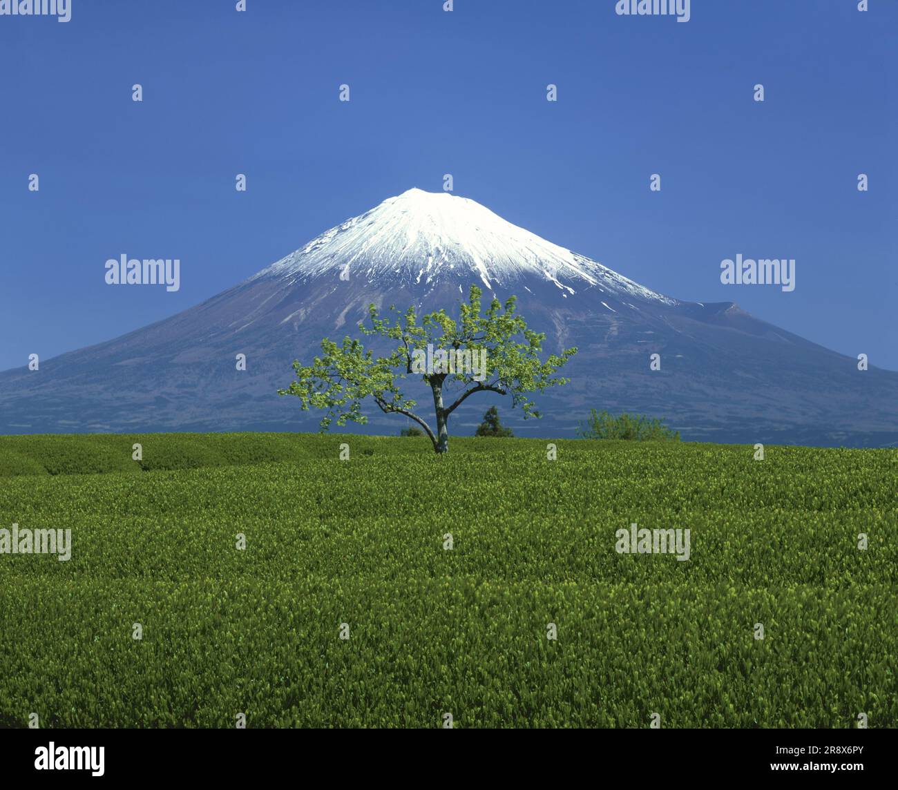 Green tea plantation and mount fuji hi-res stock photography and images ...