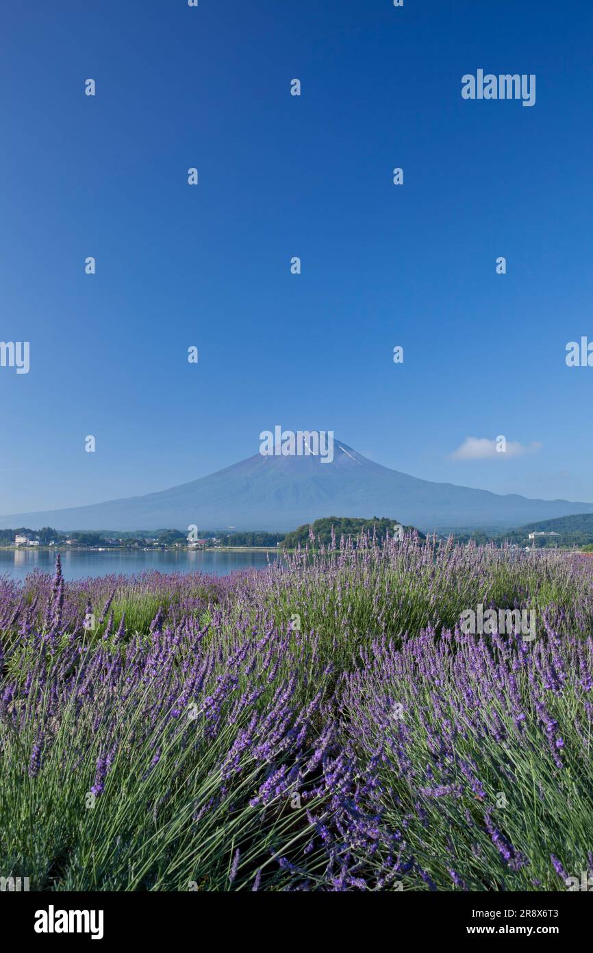 Mt. Fuji and Lake Kawaguchi lavender blooming Stock Photo - Alamy
