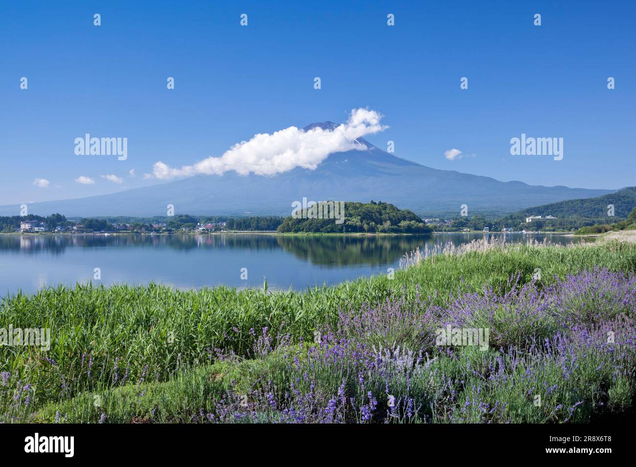 Mt. Fuji and Lake Kawaguchi lavender blooming Stock Photo - Alamy