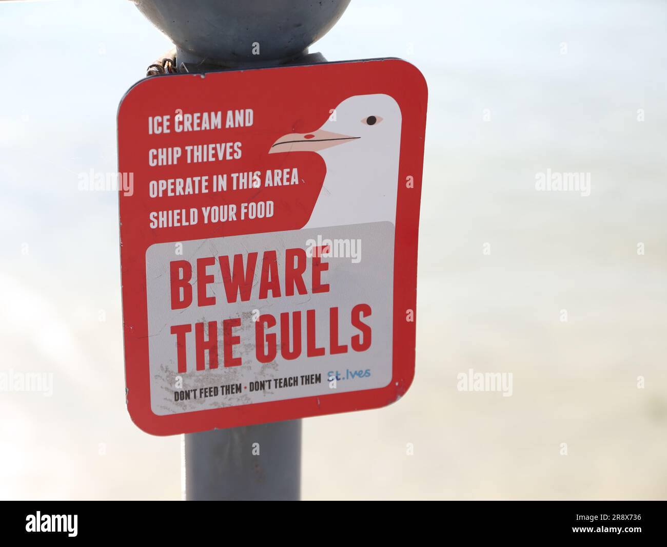 Beware the Gulls sign at St Ives, Cornwall, UK Stock Photo - Alamy