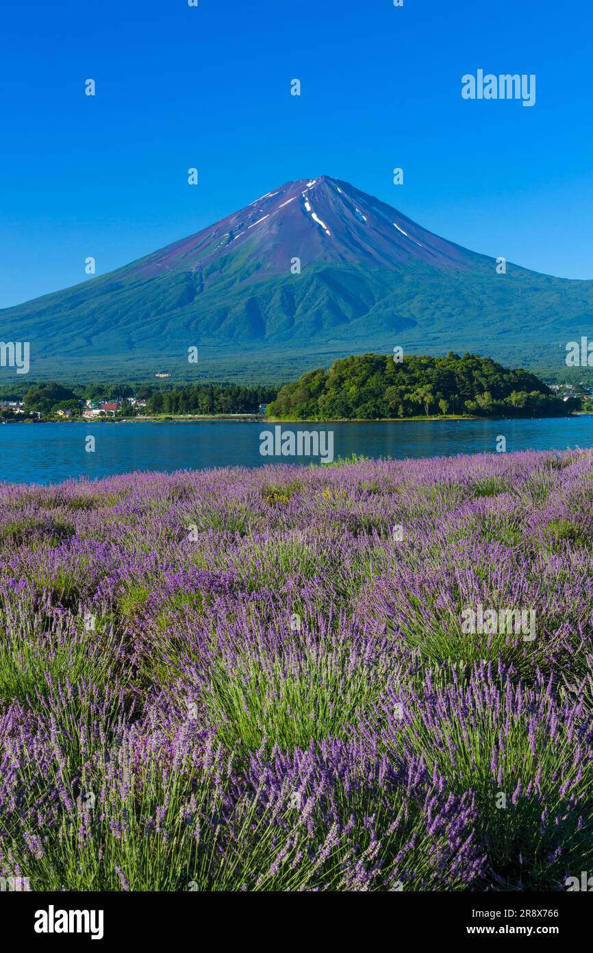 Lavender in Oishi Park and Mt. Fuji Stock Photo - Alamy