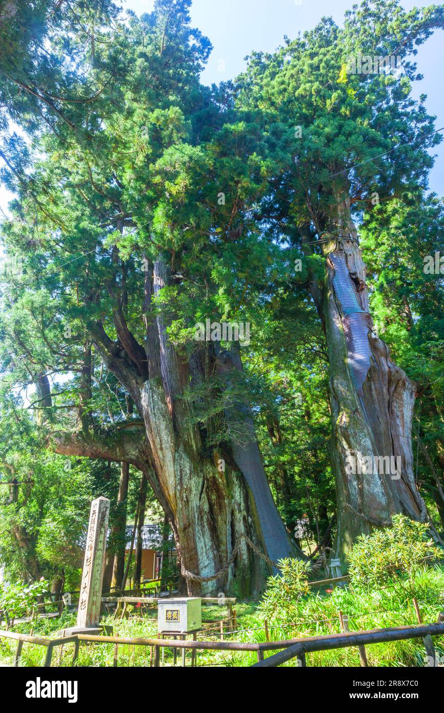Large cedar tree Stock Photo - Alamy