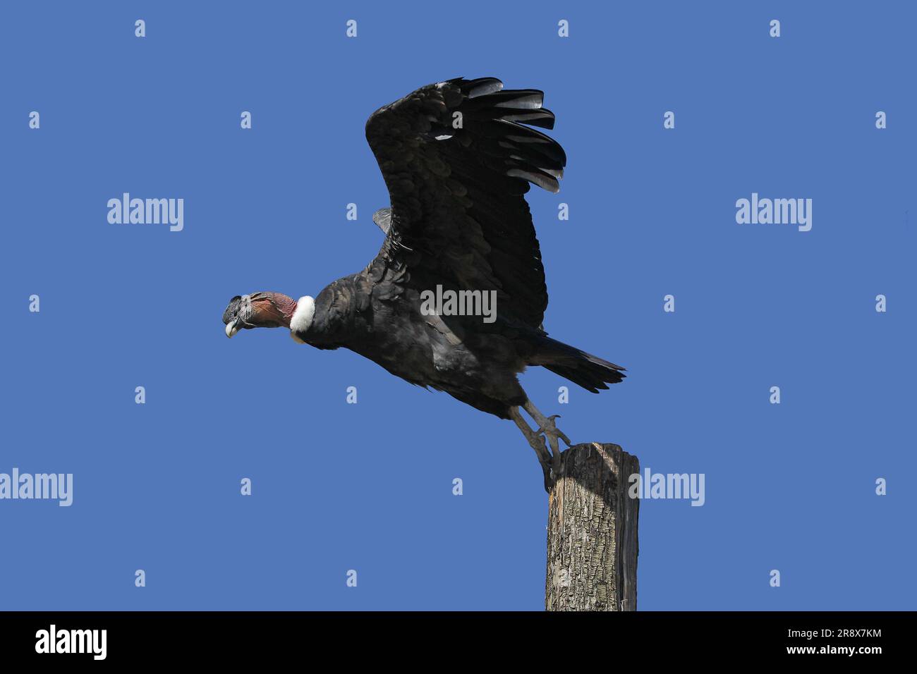 Andean Condor, vultur gryphus, Male in Flight, taking off from Post ...
