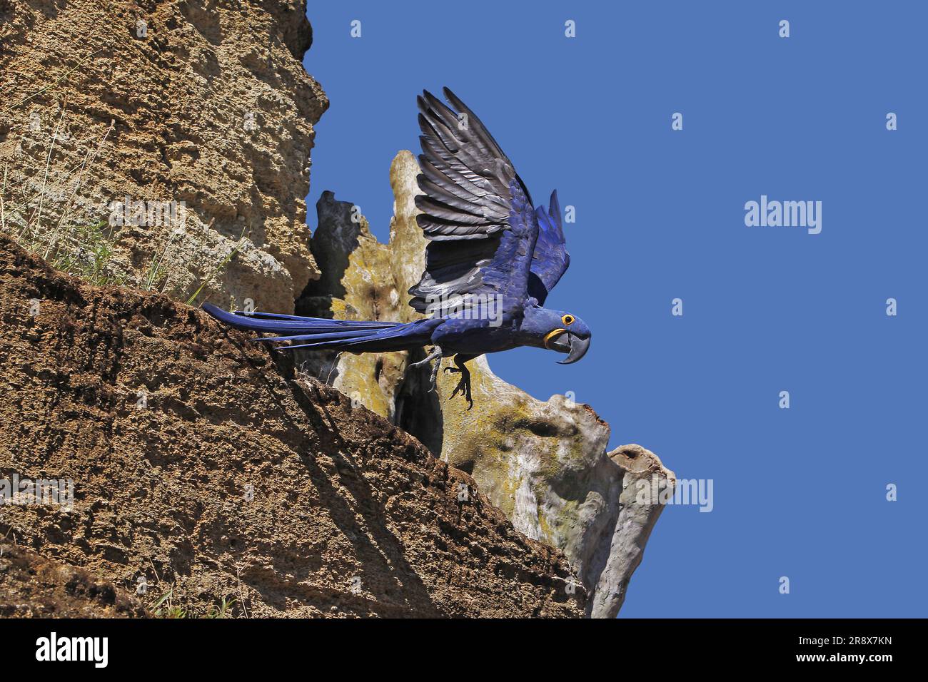 Hyacinth Macaw, anodorhynchus hyacinthinus, Adult in Flight Stock Photo ...