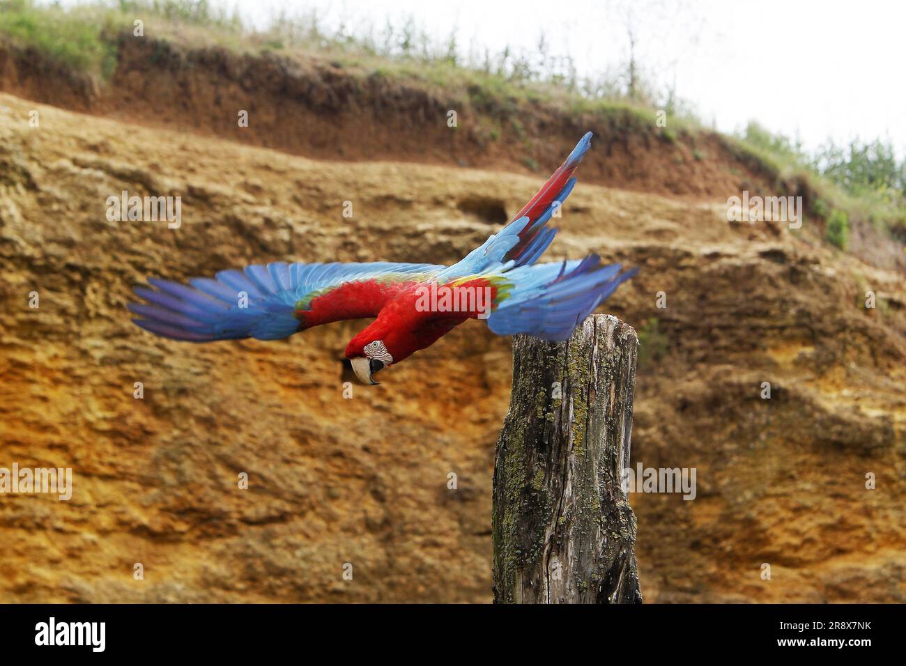 Red-and-Green Macaw, ara chloroptera, Adult in Flight Stock Photo - Alamy