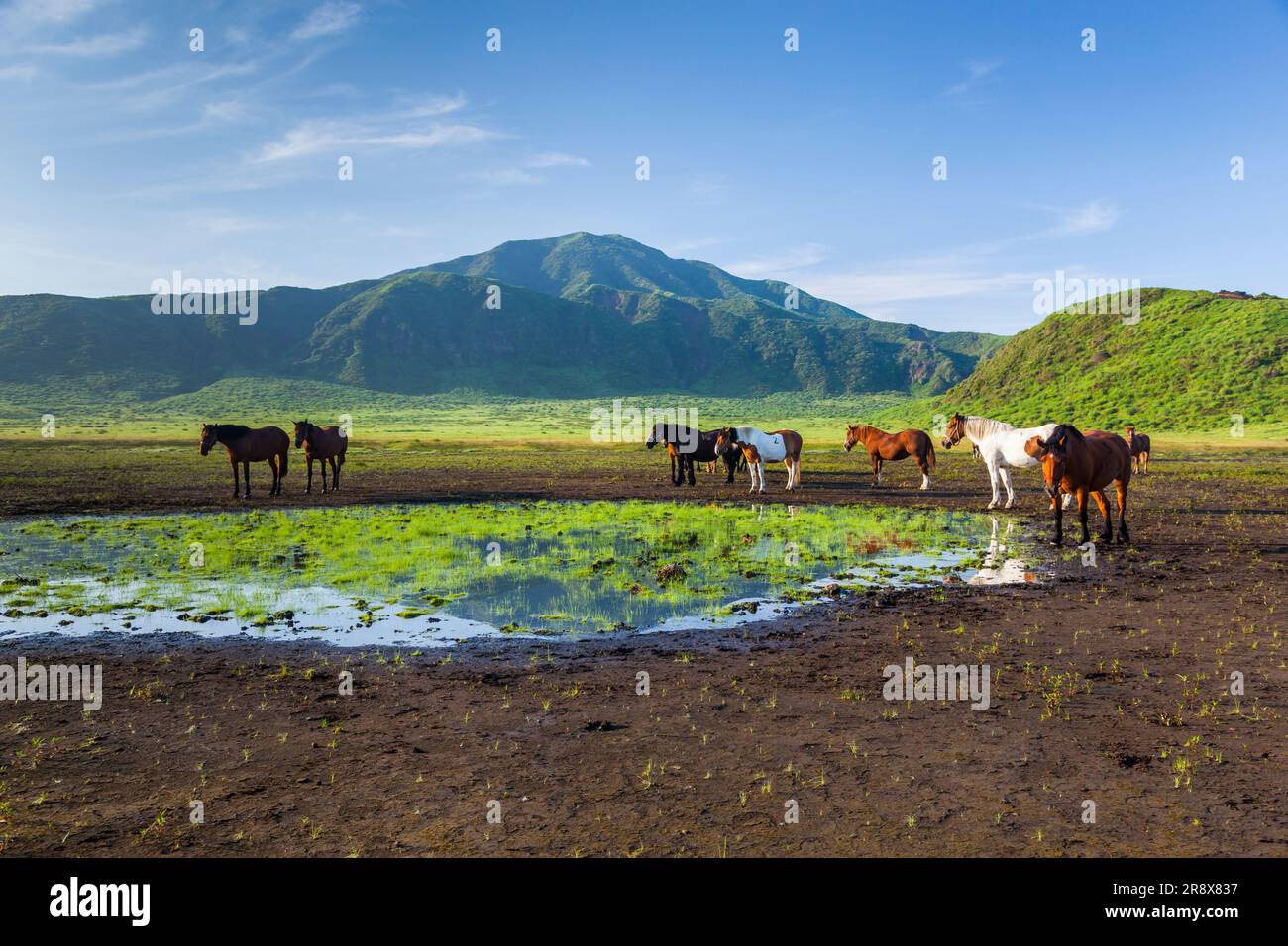 Grass chisato hi-res stock photography and images - Alamy