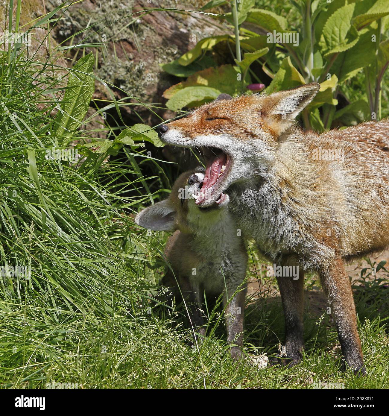 Red fox jaw hi-res stock photography and images - Alamy
