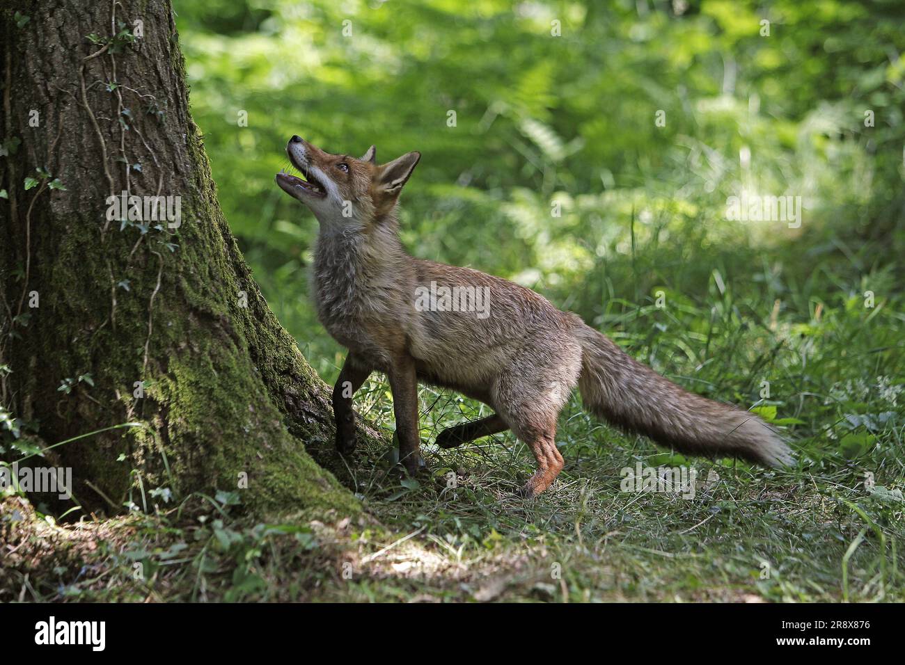 Red Fox, vulpes vulpes, Adult looking up, Normandy in France Stock ...